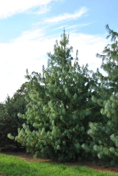 Pinus wallichiana | Himalayan pine, Bhutan pine, Blue pine - Van den ...