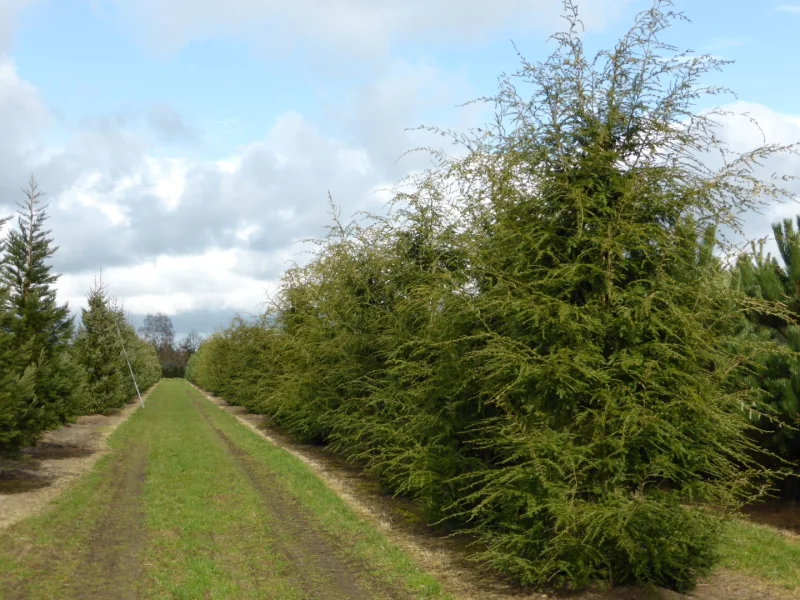 Tsuga canadensis | Canadian hemlock, Eastern Hemlock - Van den Berk ...
