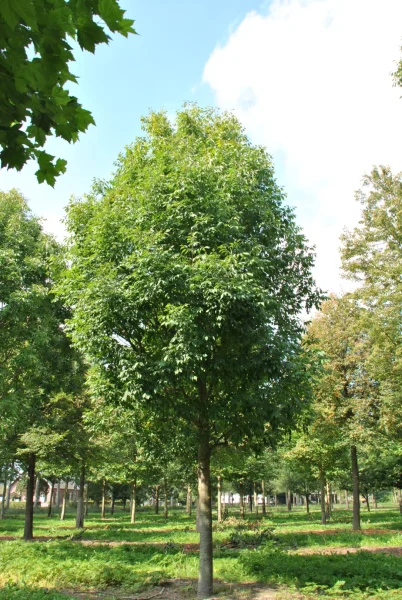 Fraxinus americana 'Skyline' | Fraxinus americana 'Skyline' - Van den ...