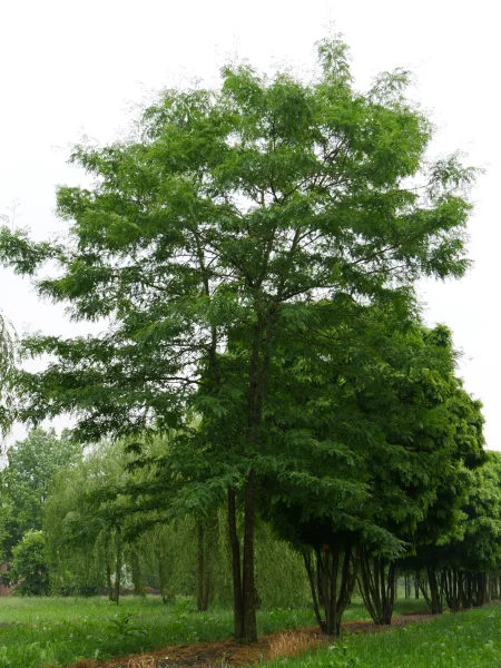 Gleditsia triacanthos | Honey Locust, Sweet Locust - Van den Berk Nurseries