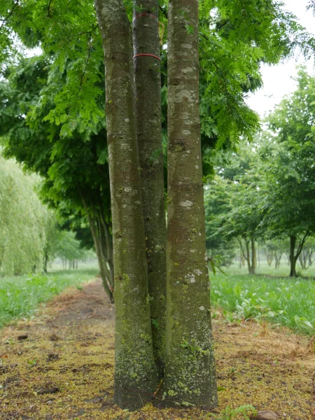 Gleditsia triacanthos | Honey Locust, Sweet Locust - Van den Berk Nurseries