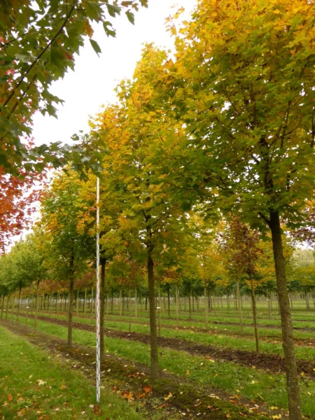 Acer platanoides | Norway maple - Van den Berk Nurseries