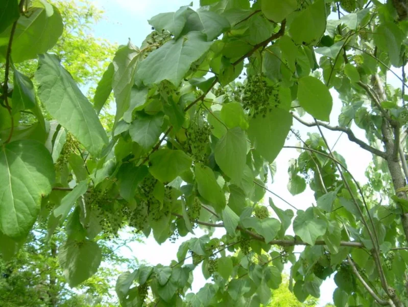 Idesia polycarpa | Idesia polycarpa - Van den Berk Nurseries
