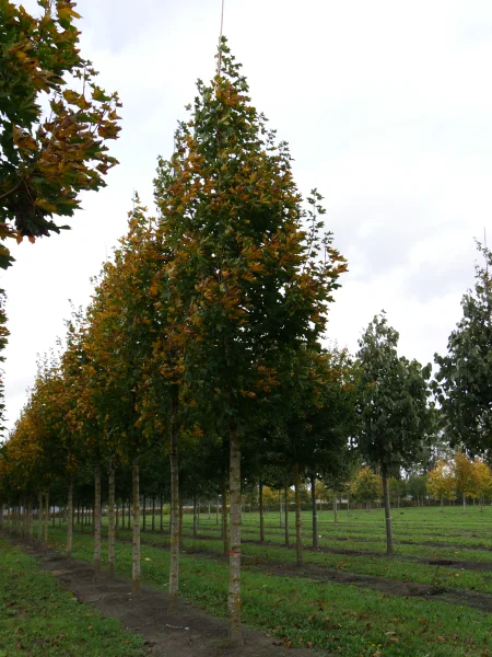 Acer platanoides 'Emerald Queen' | Acer platanoides 'Emerald Queen ...