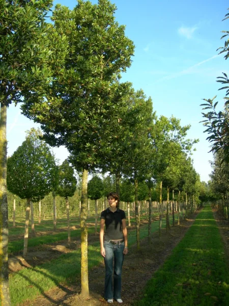 Laurus nobilis | Laurus nobilis - Van den Berk Nurseries