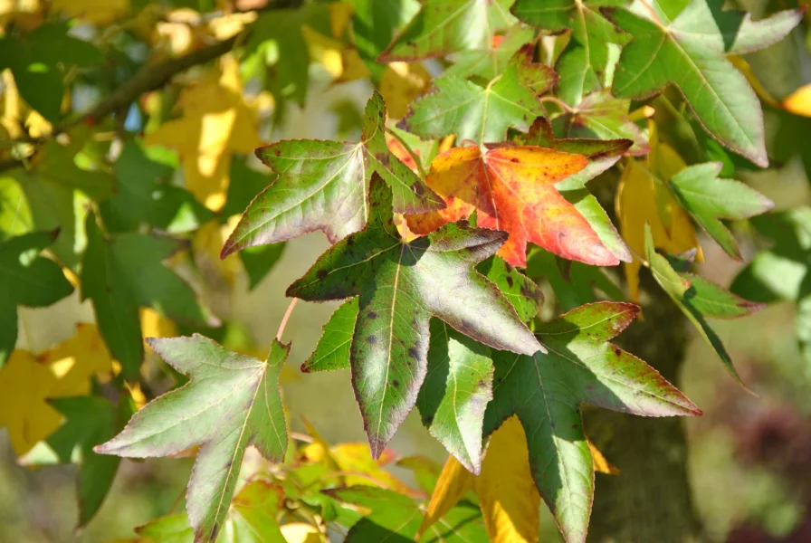 Liquidambar styraciflua 'Moraine' | Liquidambar styraciflua 'Moraine ...