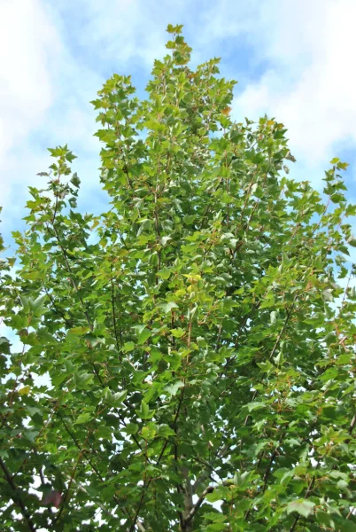 Acer rubrum 'Fairview Flame' | Acer rubrum 'Fairview Flame' - Van den ...