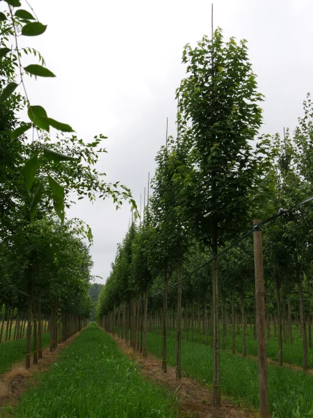 Acer rubrum 'Karpick' | Acer rubrum 'Karpick' - Van den Berk Nurseries