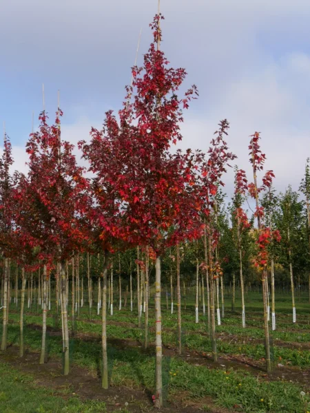 Acer rubrum REDPOINTE ('Frank Jr.') | Acer rubrum REDPOINTE ('Frank Jr ...