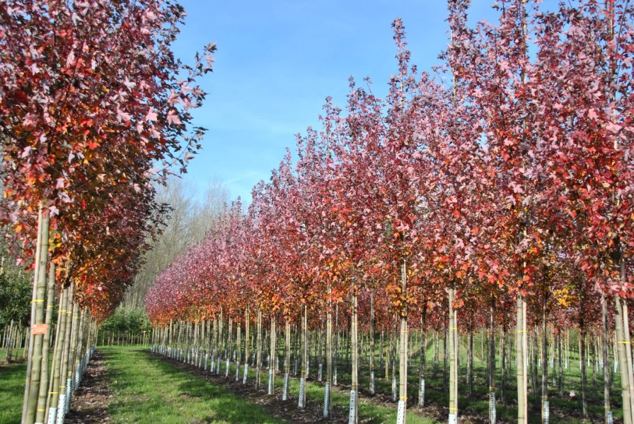 Acer rubrum REDPOINTE ('Frank Jr.') | Acer rubrum REDPOINTE ('Frank Jr ...
