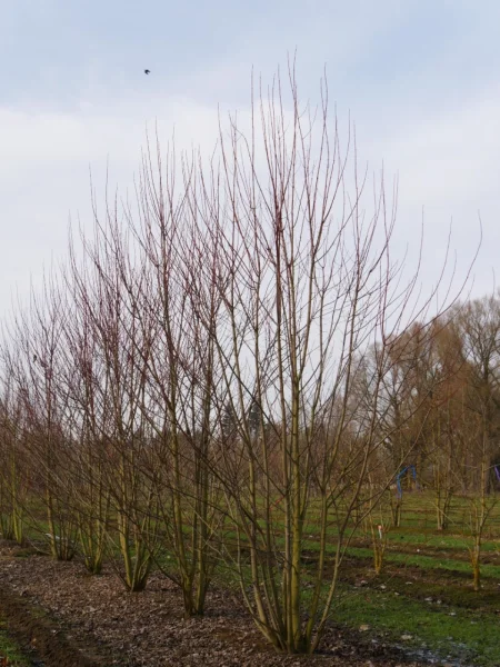 Acer rubrum REDPOINTE ('Frank Jr.') | Acer rubrum REDPOINTE ('Frank Jr ...