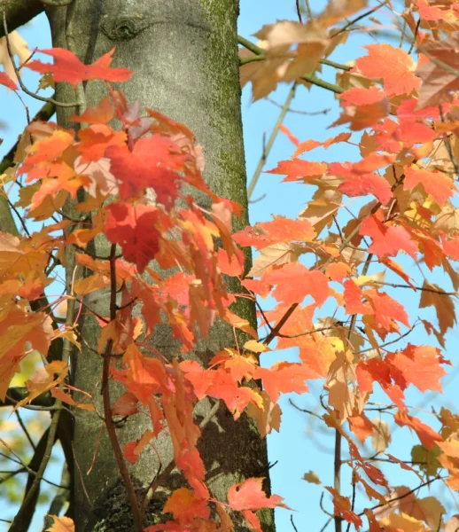 Acer rubrum 'Schlesingeri' | Acer rubrum 'Schlesingeri' - Van den Berk ...