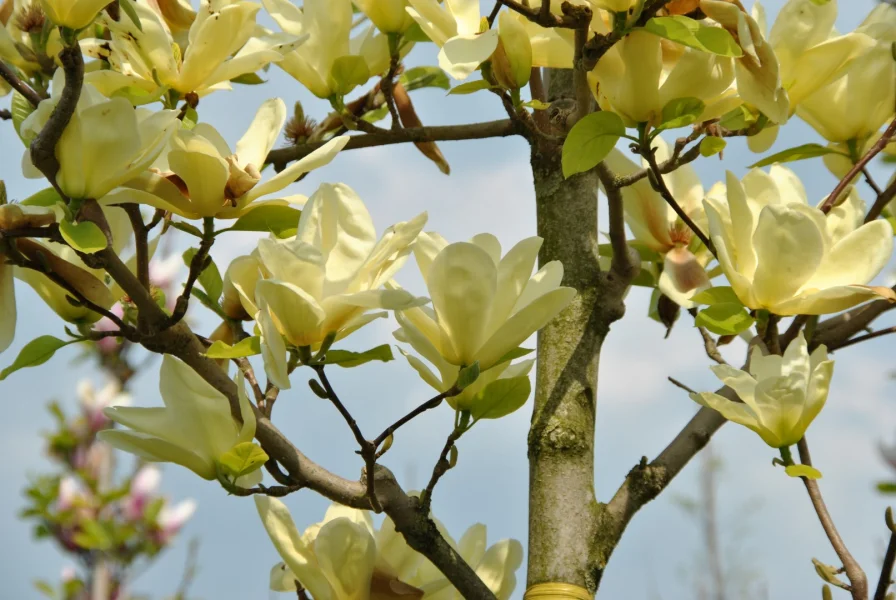 Magnolia 'Elizabeth' | Magnolia 'Elizabeth' - Van den Berk Nurseries