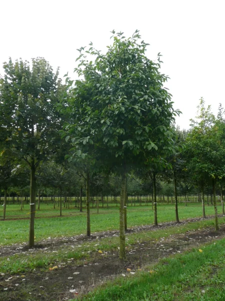 Magnolia denudata | Yulan - Van den Berk Nurseries