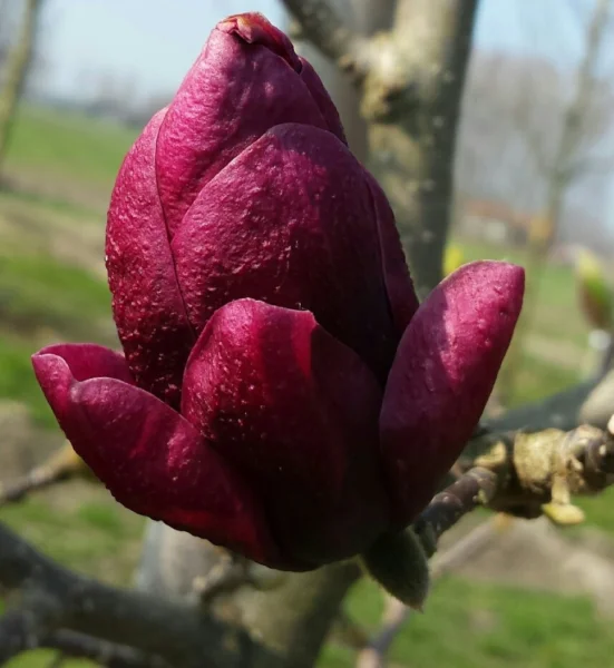 Magnolia 'Genie' | Magnolia 'Genie' - Van den Berk Nurseries