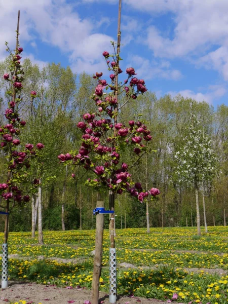 Magnolia 'Genie' | Magnolia 'Genie' - Van den Berk Nurseries