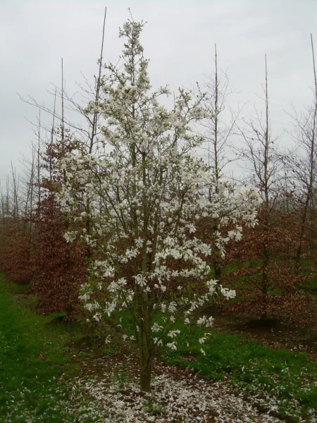 Magnolia kobus | Kobushi, Thurber's Magnolia - Van den Berk Nurseries