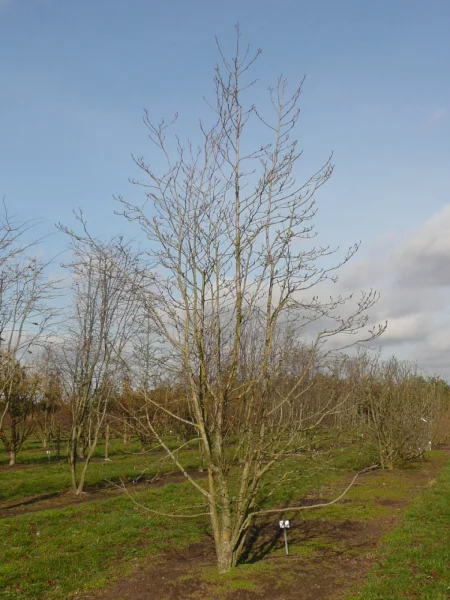 Magnolia 'Wada's Memory' | Magnolia 'Wada's Memory' - Van den Berk ...