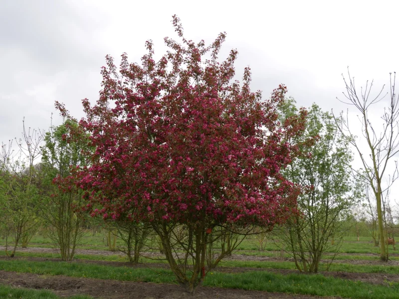 Malus 'Rudolph' | Flowering Crab - Van den Berk Nurseries