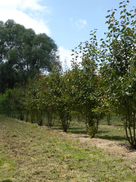 Malus 'Rudolph' | Flowering Crab - Van den Berk Nurseries
