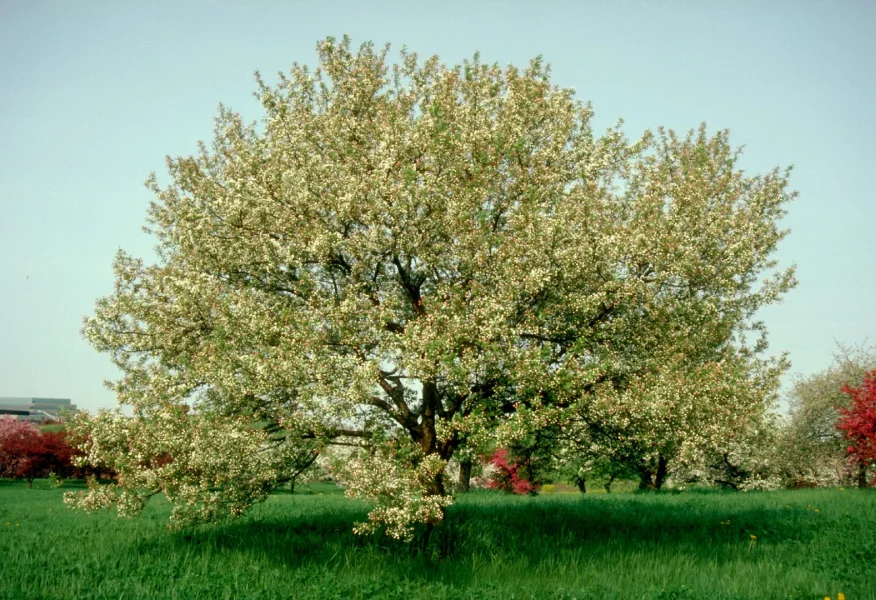 Malus 'Snowdrift' | Malus 'Snowdrift' - Van den Berk Nurseries