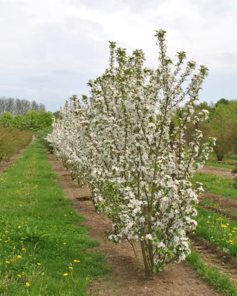 Malus 'White Angel' | Malus 'White Angel' - Van den Berk Nurseries