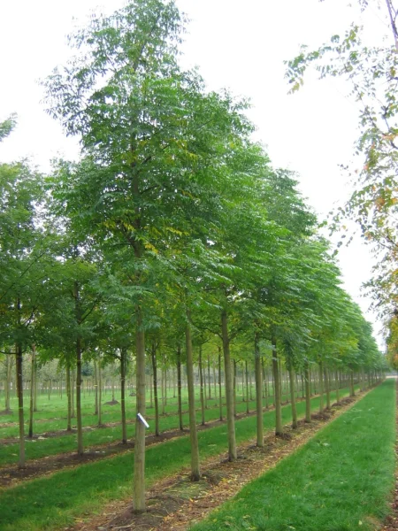 Melia azedarach | Bead tree, China berry, Persian lilac, Pride of India ...