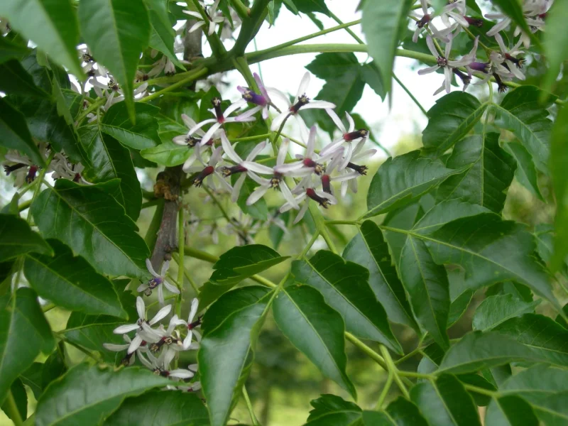 Melia azedarach | Bead tree, China berry, Persian lilac, Pride of India ...