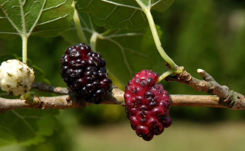 Morus nigra | Black mulberry - Van den Berk Nurseries