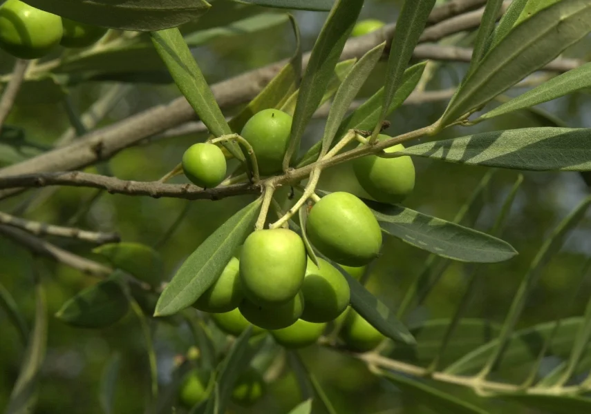 Olea europaea | Olive - Van den Berk Nurseries