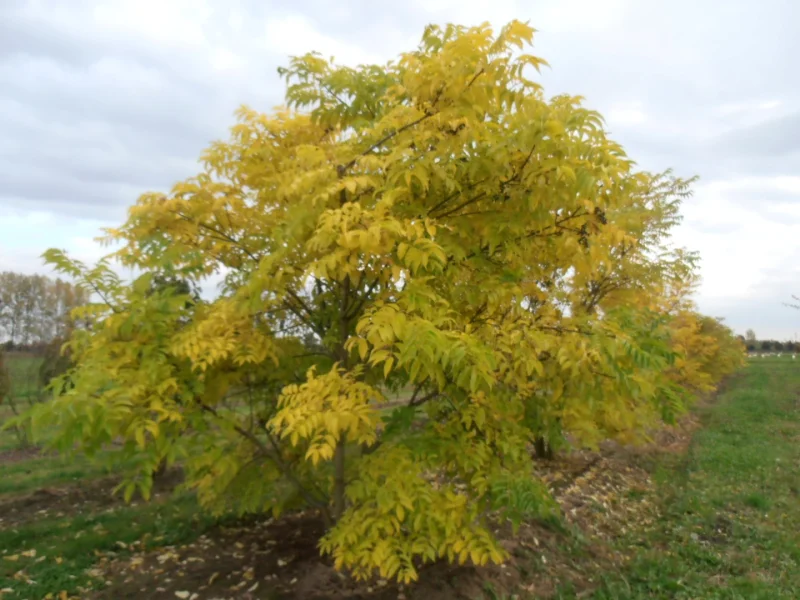 Phellodendron amurense var. lavallei | Lavalle corktree - Van den Berk ...