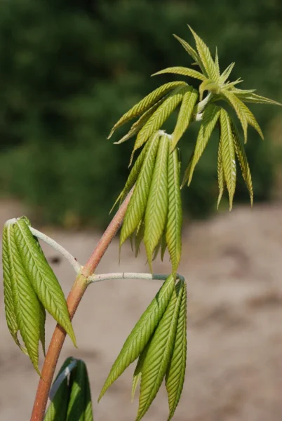 Aesculus ×arnoldiana | Aesculus ×arnoldiana - Van den Berk Nurseries