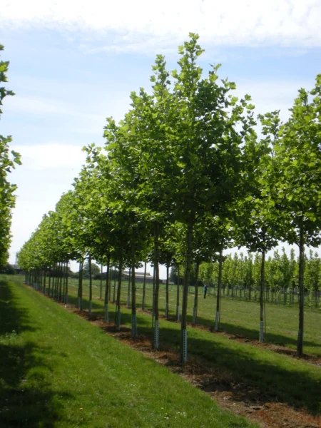 Platanus ×hispanica 'Pyramidalis' | Platanus ×hispanica 'Pyramidalis ...