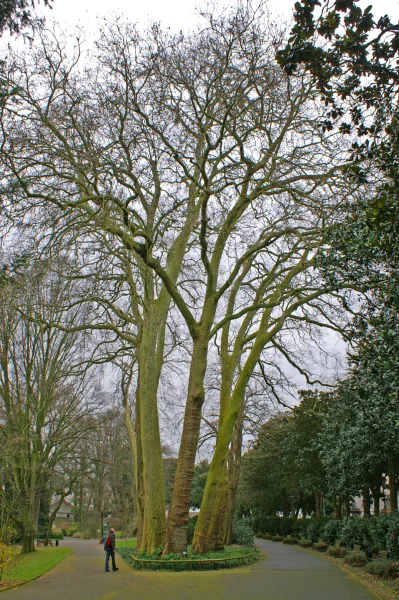Platanus orientalis | Oriental plane tree, Chennar tree - Van den Berk ...