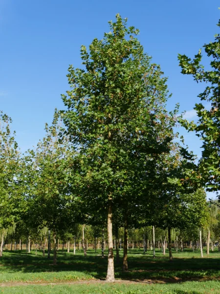 Platanus orientalis | Oriental plane tree, Chennar tree - Van den Berk ...