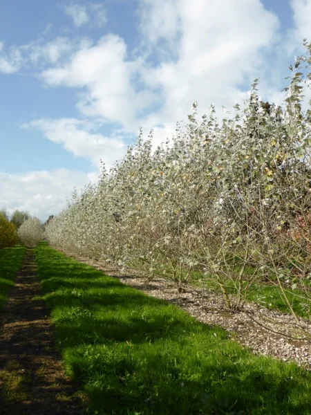 Populus alba | Populus alba - Van den Berk Nurseries