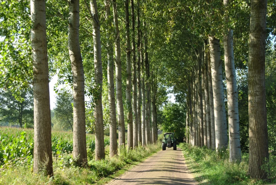 Populus ×canadensis 'Robusta' | False Lombardy poplar - Van den Berk ...