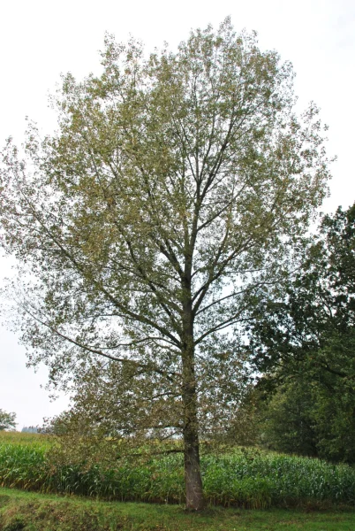 Populus nigra 'Wolterson' | Populus nigra 'Wolterson' - Van den Berk ...