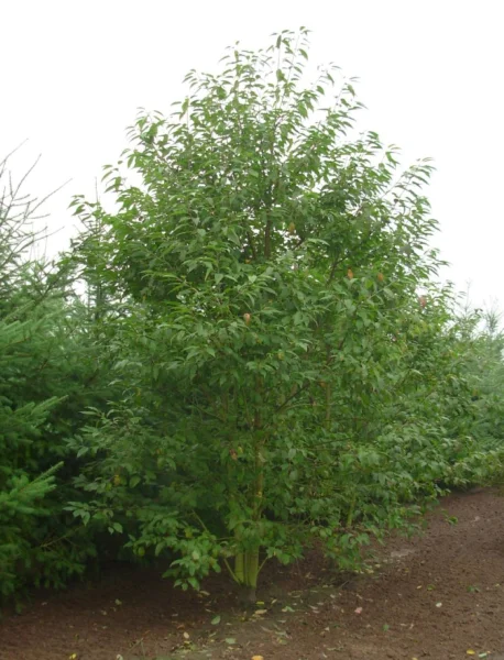 Prunus avium | Mazzard cherry, Gean - Van den Berk Nurseries