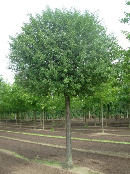 Prunus ×eminens 'Umbraculifera' | Prunus ×eminens 'Umbraculifera' - Van ...