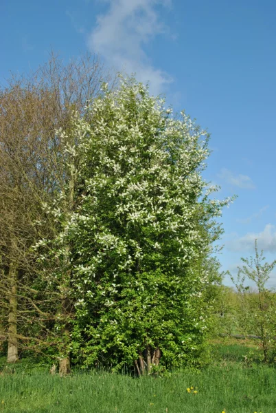 Prunus padus | European bird cherry - Van den Berk Nurseries