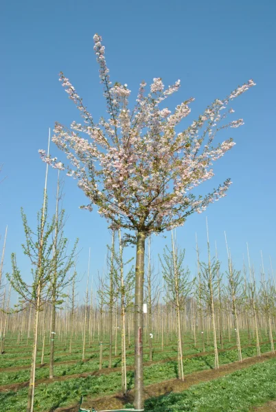 Prunus ×subhirtella 'Autumnalis Rosea' | Prunus ×subhirtella ...