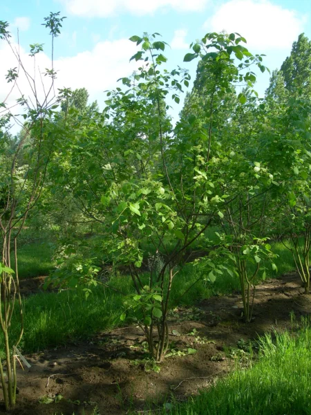 Ptelea trifoliata | Hop tree, Wafer ash, Stinking ash - Van den Berk ...