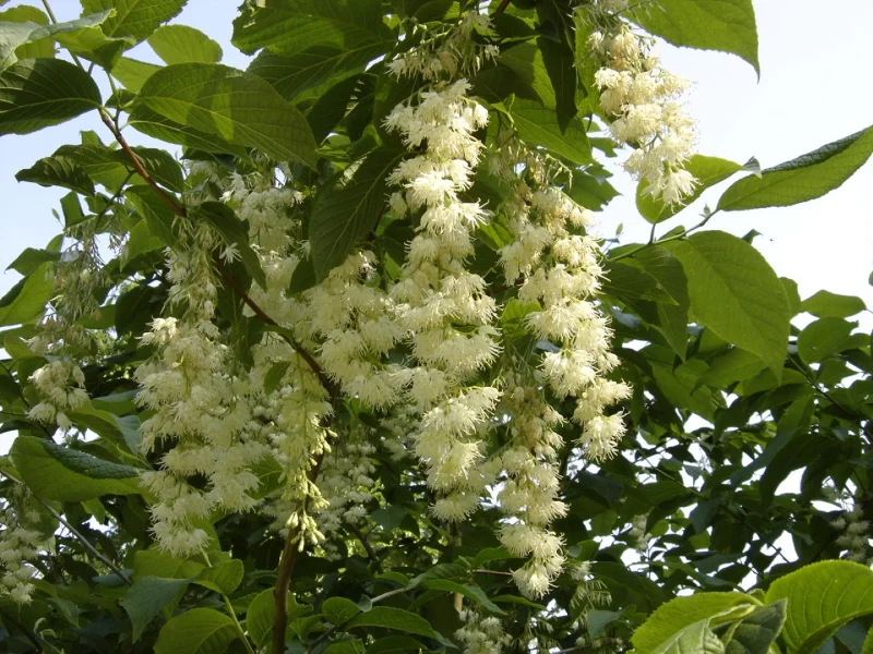 Pterostyrax hispida | Epaulette tree - Van den Berk Nurseries