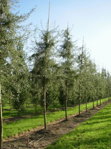 Pyrus salicifolia 'Pendula' | Pyrus salicifolia 'Pendula' - Van den ...