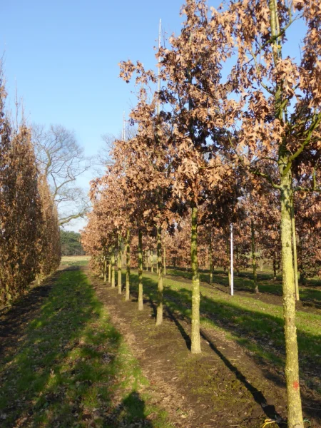 Quercus alba | White oak, American white oak - Van den Berk Nurseries