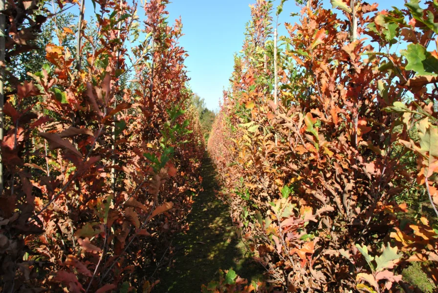 Quercus ×bimundorum CRIMSON SPIRE ('Crimschmidt') | Quercus ×bimundorum ...