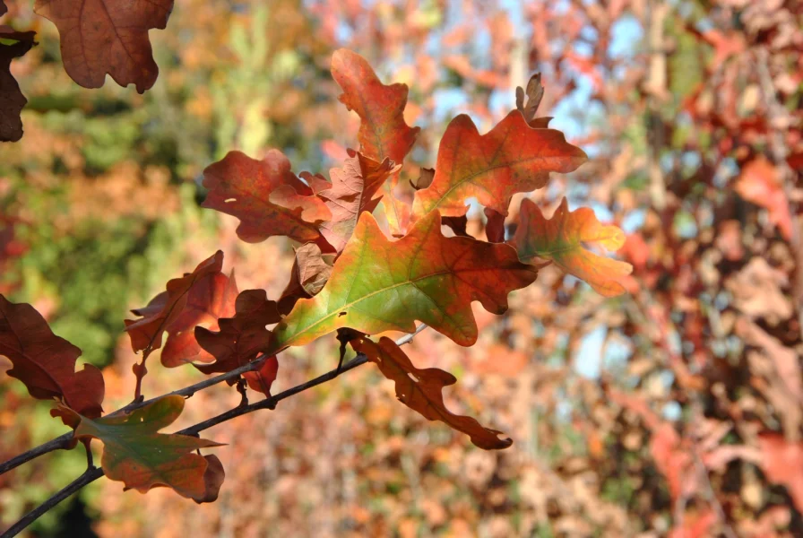 Quercus ×bimundorum CRIMSON SPIRE ('Crimschmidt') | Quercus ×bimundorum ...