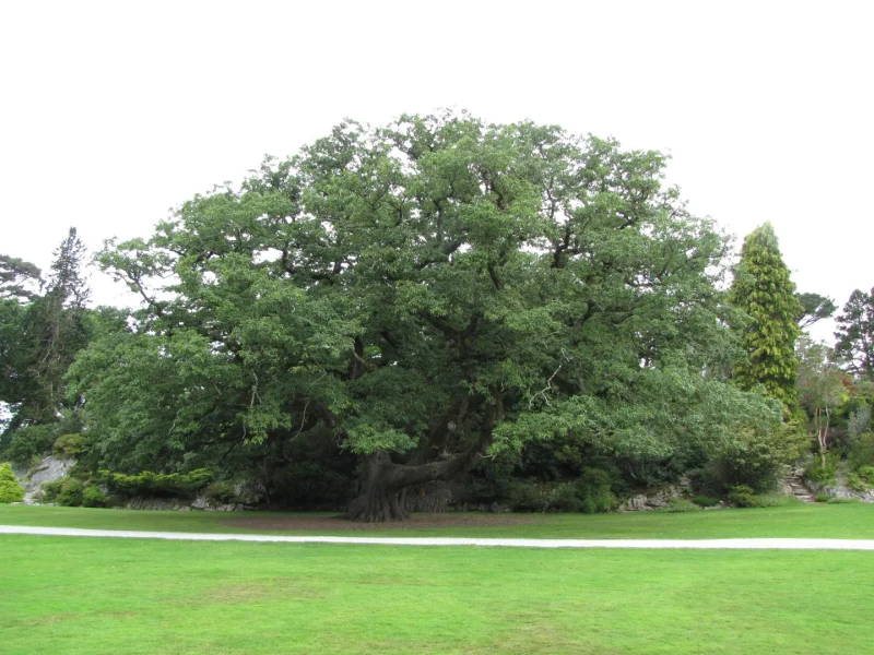 Quercus petraea | Sessile oak, Durmast oak - Van den Berk Nurseries