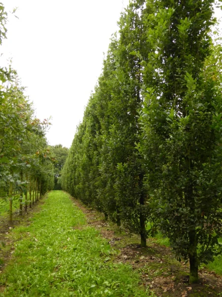 Quercus robur 'Fastigiata' | Cypress oak, Pyramid oak - Van den Berk ...